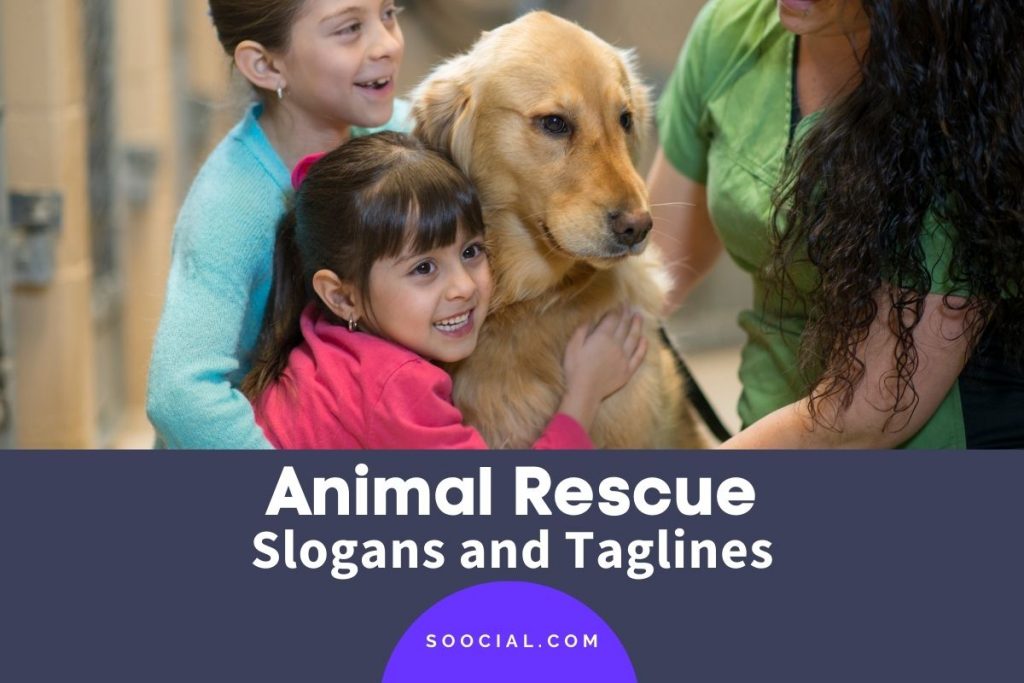 361 Animal Rescue Slogans And Taglines To Fetch Attention Soocial