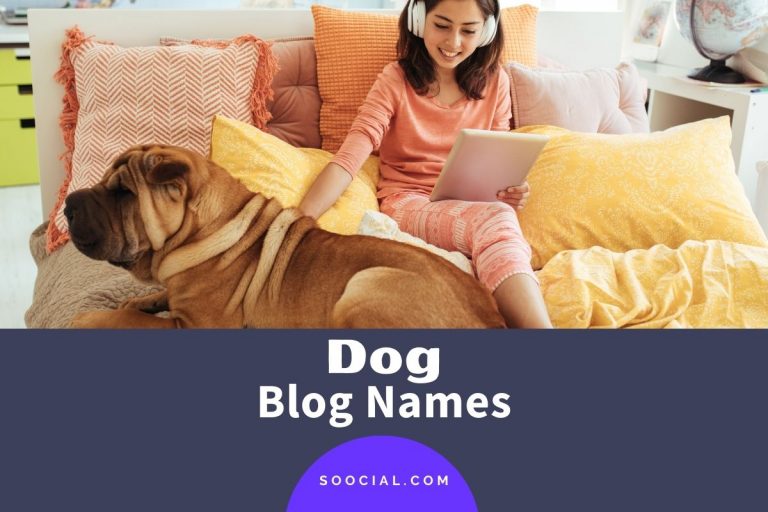 565 Paw fect Dog Blog Names To Fetch You More Readers Soocial 565 Paw fect Dog Blog Names To Fetch You More Readers Soocial