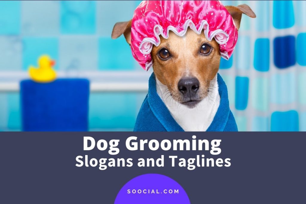 339 Dog Grooming Slogans And Taglines To Fetch More Customers Soocial 339 Dog Grooming Slogans And Taglines To Fetch More Customers Soocial