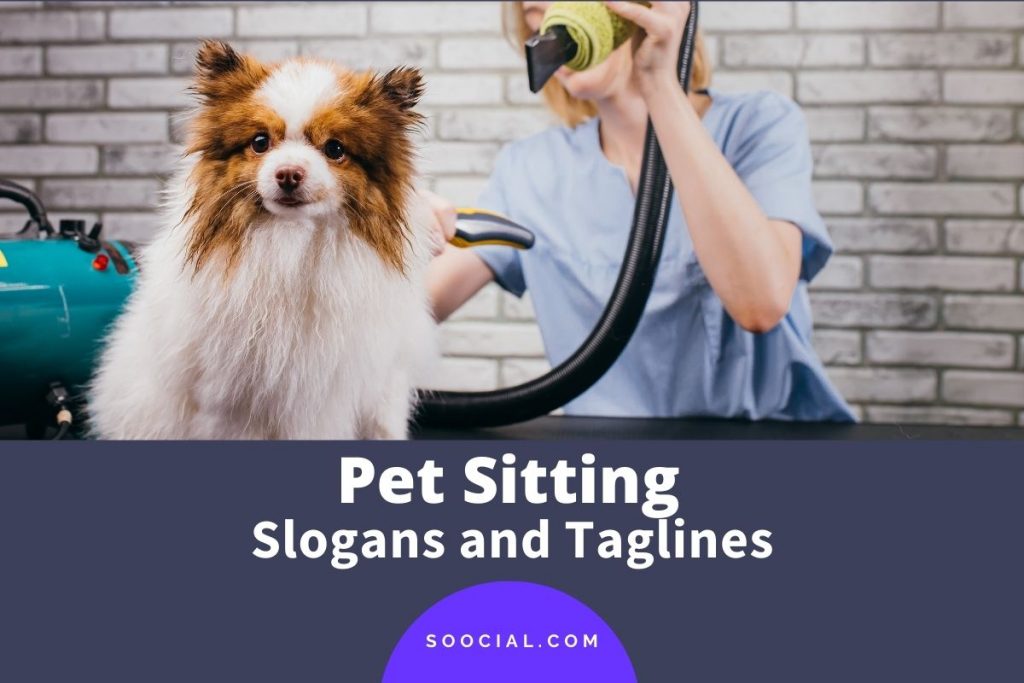 227 Pet Sitting Slogans And Taglines To Catch Attention Soocial