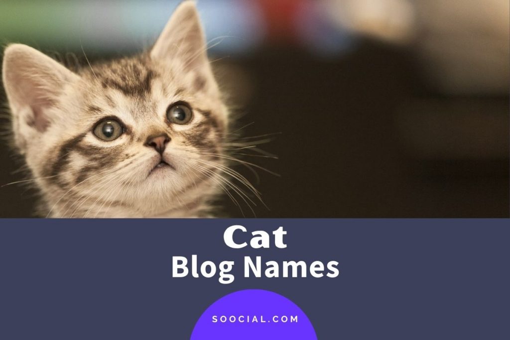 505 Cat Blog Name Ideas To Leave You Feline Good - Soocial