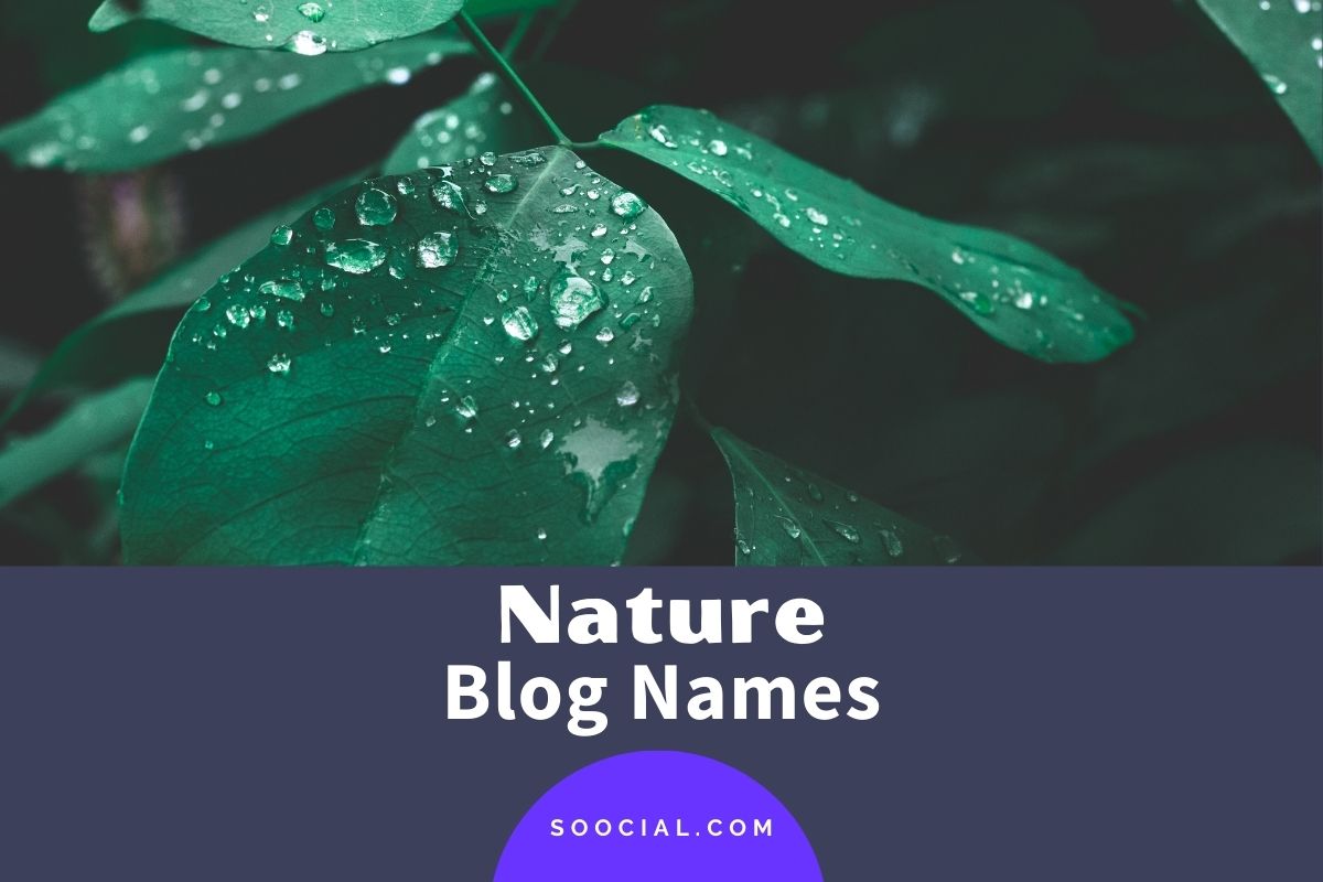 671 Nature Blog Name Ideas To Sprout Your Creative Roots Soocial 671 Nature Blog Name Ideas To Sprout Your Creative Roots Soocial