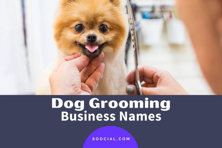 1185 Dog Grooming Business Names to Fetch More Customers - Soocial
