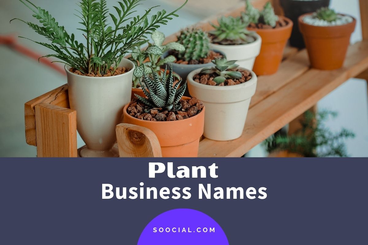 339 Plant Business Names That Just Might Grow On You Soocial 339 Plant Business Names That Just Might Grow On You Soocial