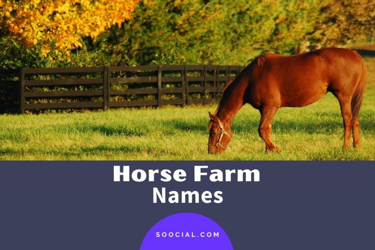 367 Horse Farm Name Ideas To Make Your Ranch Awesome Soocial 367 Horse Farm Name Ideas To Make Your Ranch Awesome Soocial