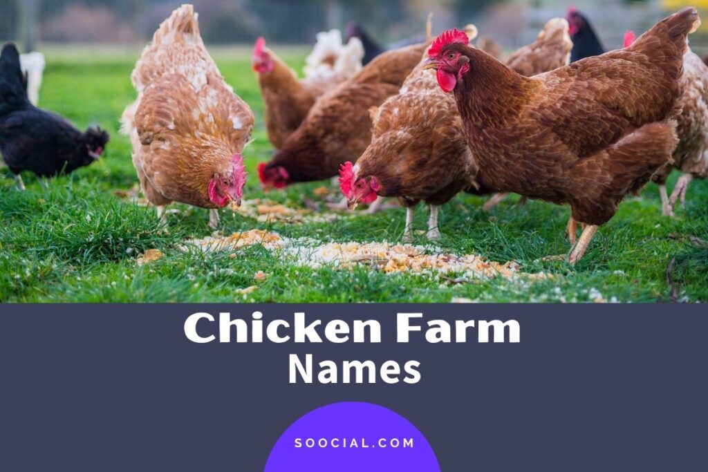409 Chicken Farm Name Ideas To Think Outside The Coop Soocial 409 Chicken Farm Name Ideas To Think Outside The Coop Soocial