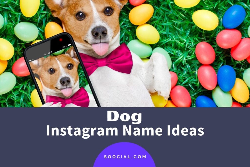471 Dog Instagram Name Ideas That Are Totally Bark Worthy Soocial 471 Dog Instagram Name Ideas That Are Totally Bark Worthy Soocial