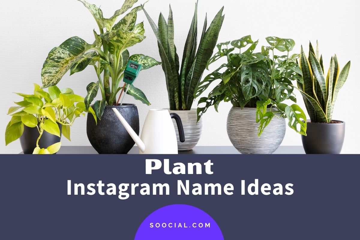 241 Instagram Name Ideas For Plant Lovers Soocial 241 Instagram Name Ideas For Plant Lovers Soocial