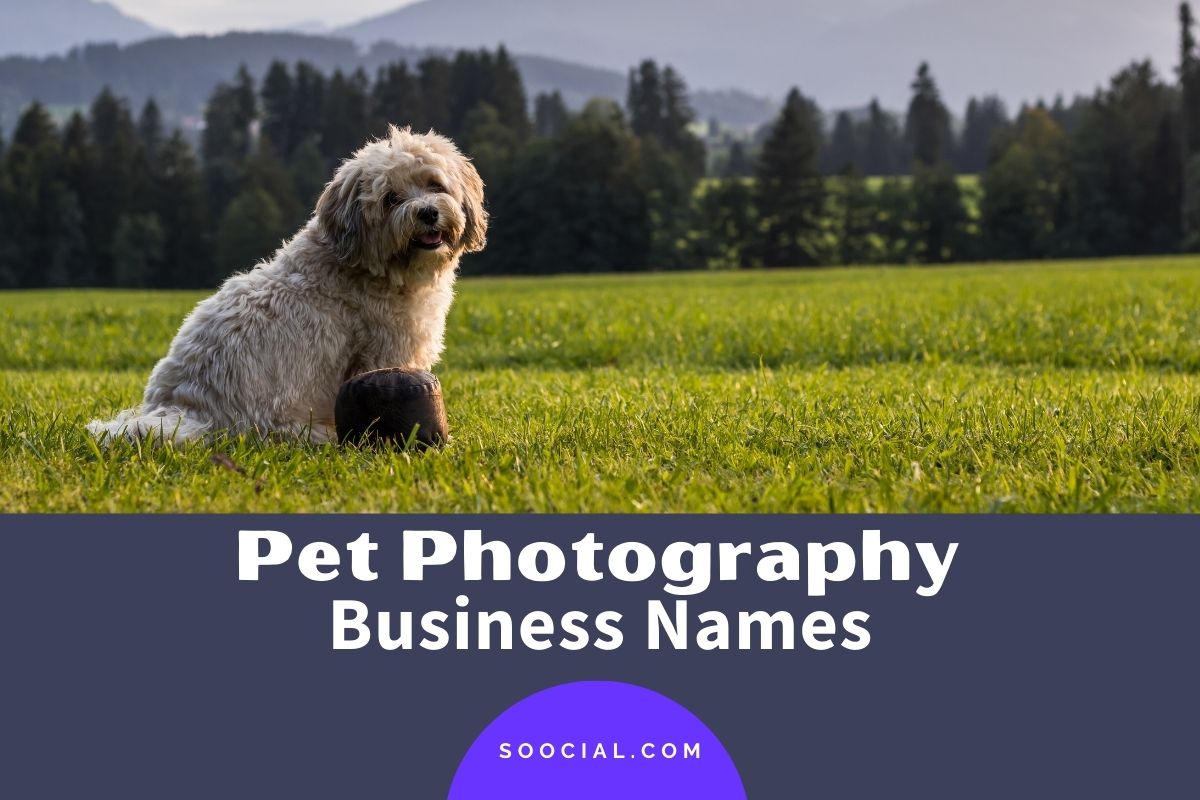 201 Pet Photography Business Name Ideas You Will Love Soocial