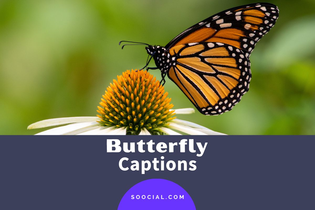 480 Butterfly Captions To Make Your Feed Shine Soocial 480 Butterfly Captions To Make Your Feed Shine Soocial
