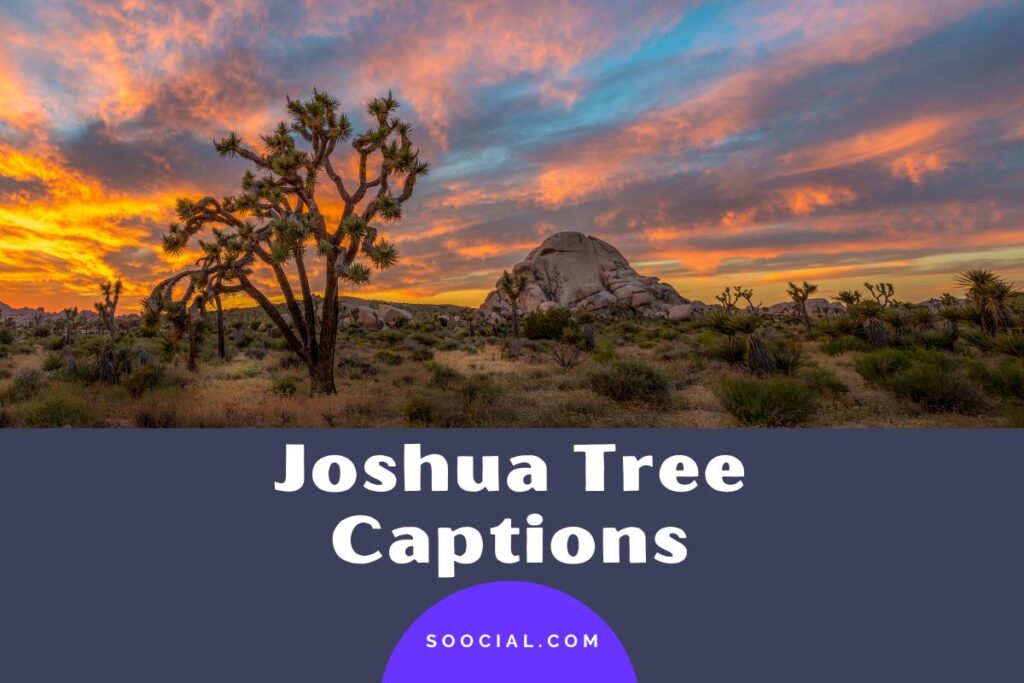 826 Joshua Tree Captions For That Perfect Desert Vibe - Soocial