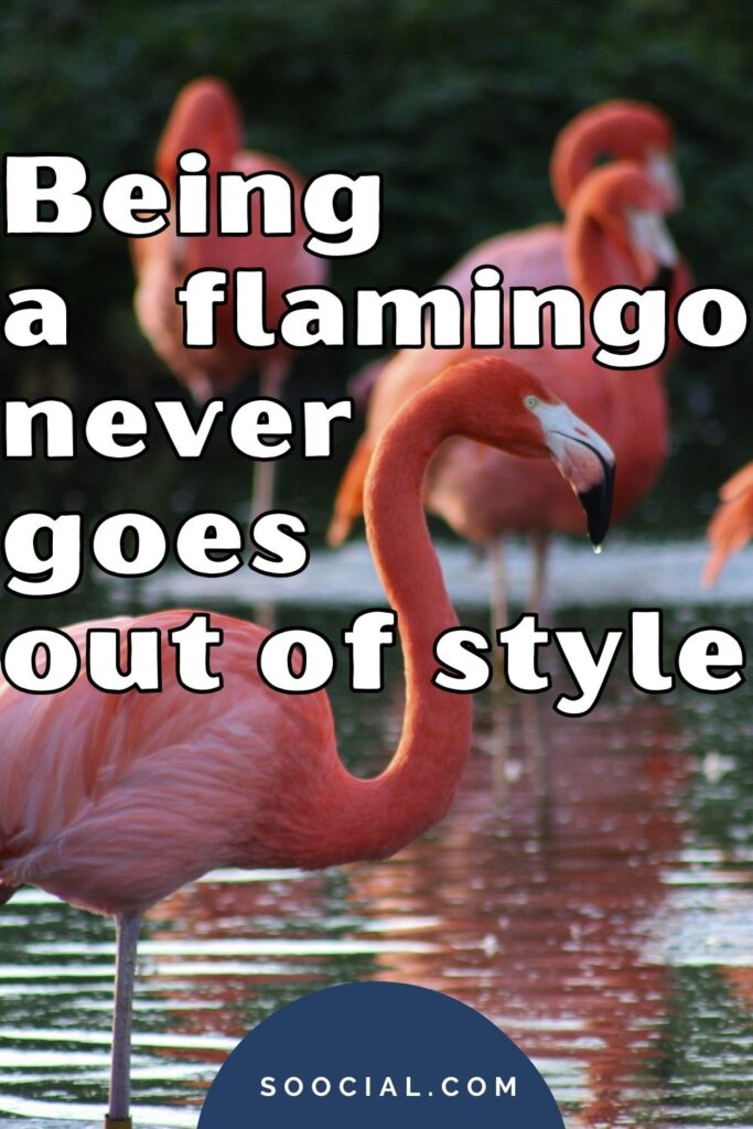 444 Flamingo Captions To Make Your Pink Paradise Pop - Soocial