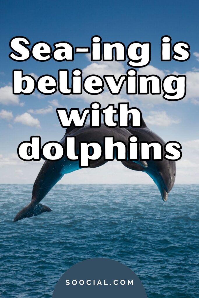 588 Dolphin Captions To Bring Out Your Playful Side - Soocial
