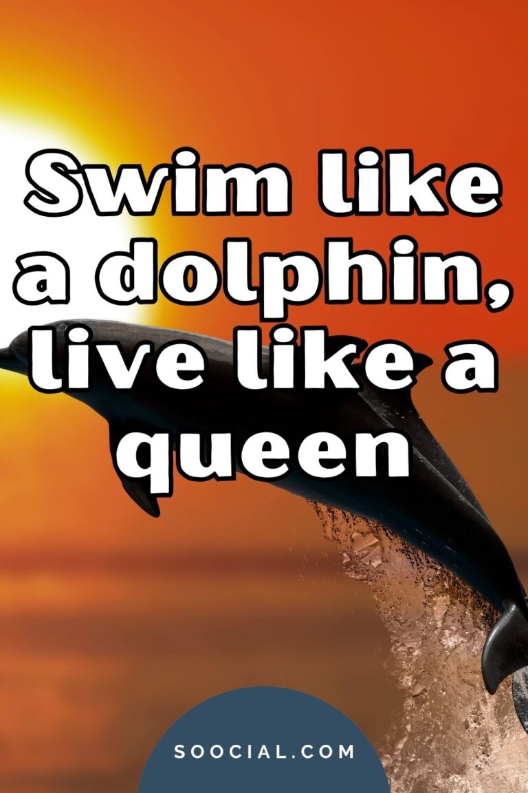 588 Dolphin Captions To Bring Out Your Playful Side - Soocial